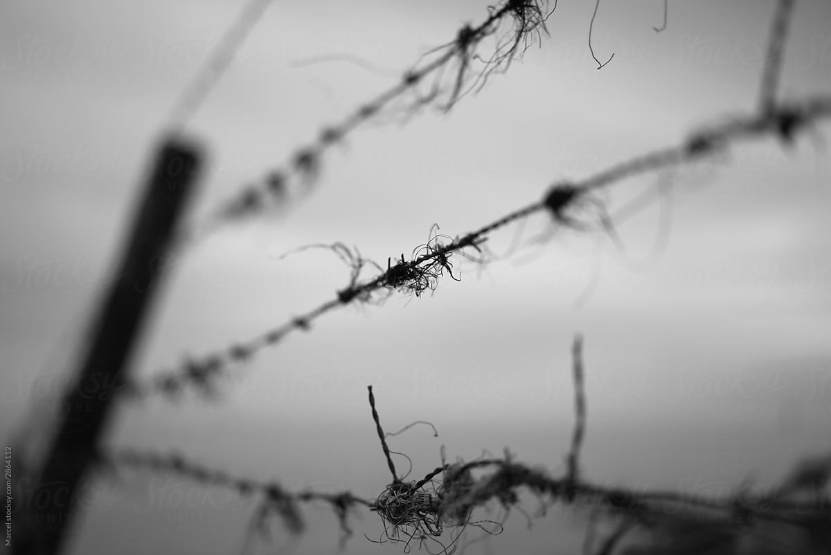 "Pieces Of Fabric On Barbed Wire" by Stocksy Contributor "Marcel" - Stocksy