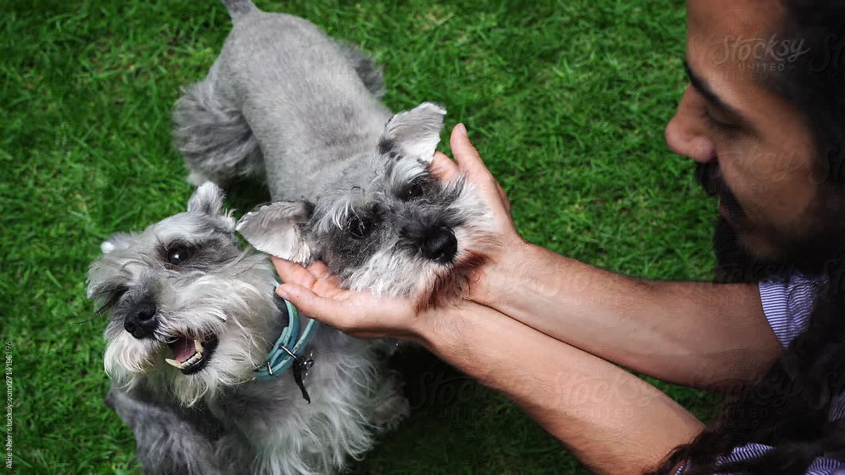 "Man Playing With Two Doggies" by Stocksy Contributor "Alice Nerr ...