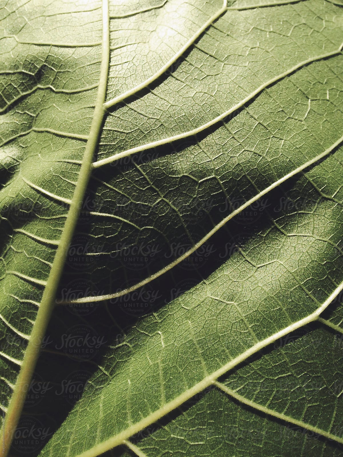 "Close Up Of Fig Leaf" by Stocksy Contributor "Rialto Images" - Stocksy