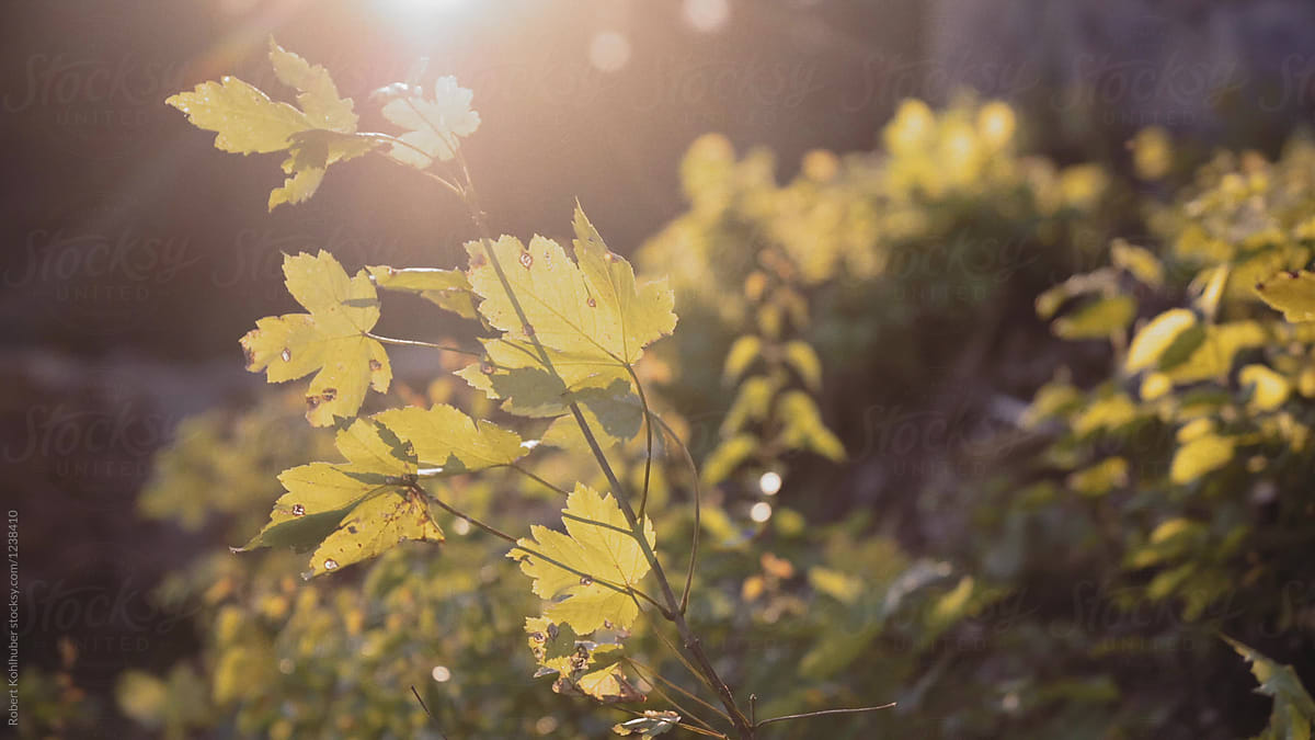 "Plants At Sunset" by Stocksy Contributor "Robert Kohlhuber" - Stocksy
