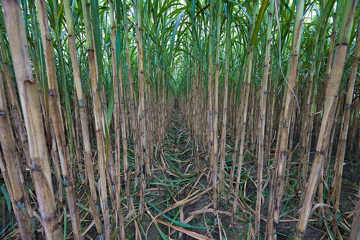 "Sugarcane Field" by Stocksy Contributor "Bo Bo" - Stocksy