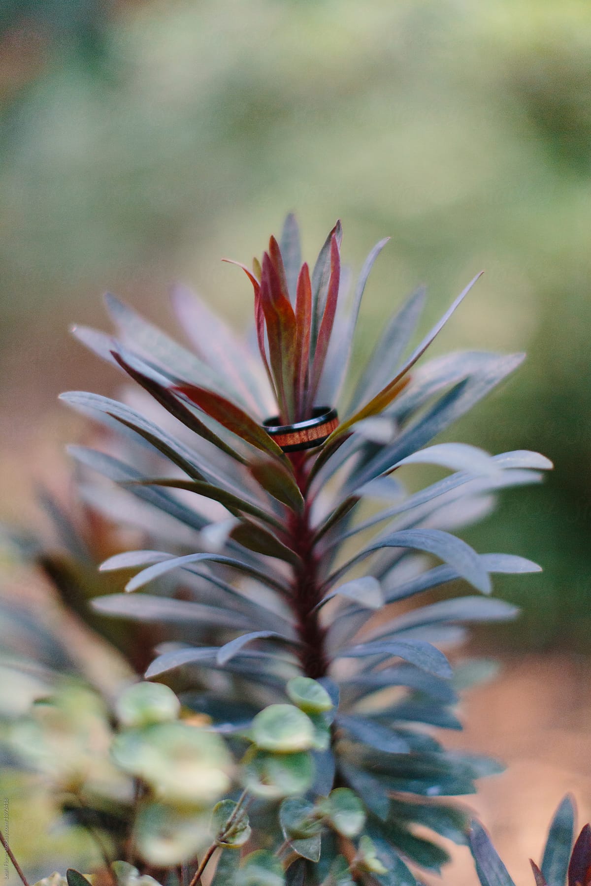 "Wedding Ring On Plant" by Stocksy Contributor "Leah Flores" - Stocksy