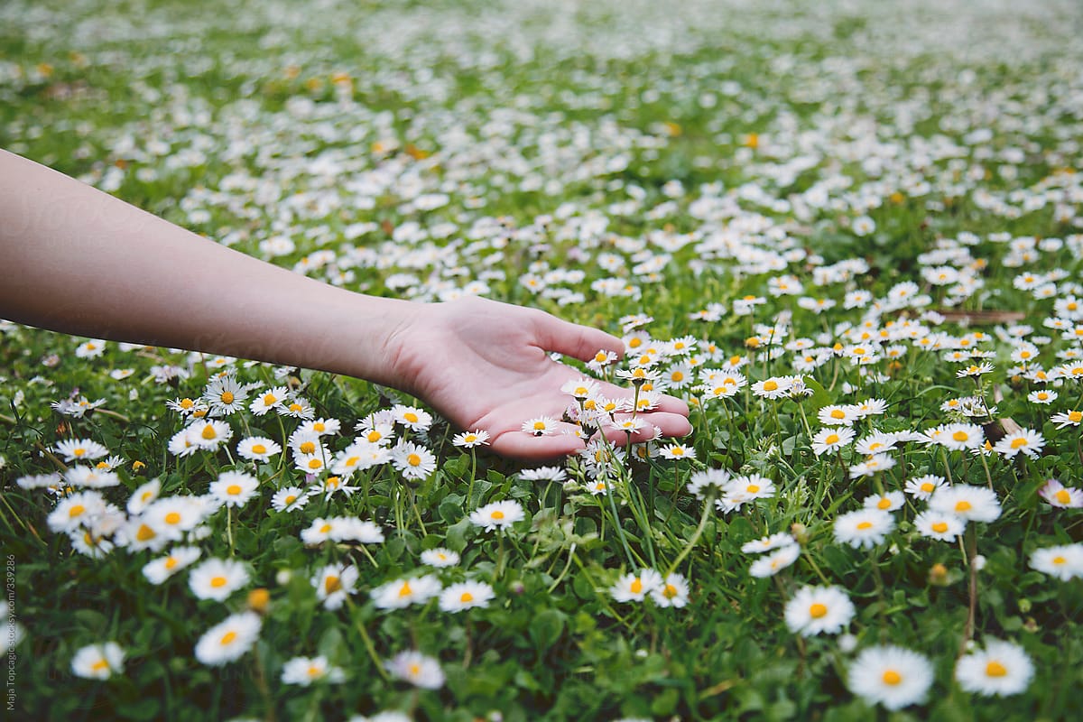 "Hand Touching Daisies" by Stocksy Contributor "Maja Topcagic" - Stocksy