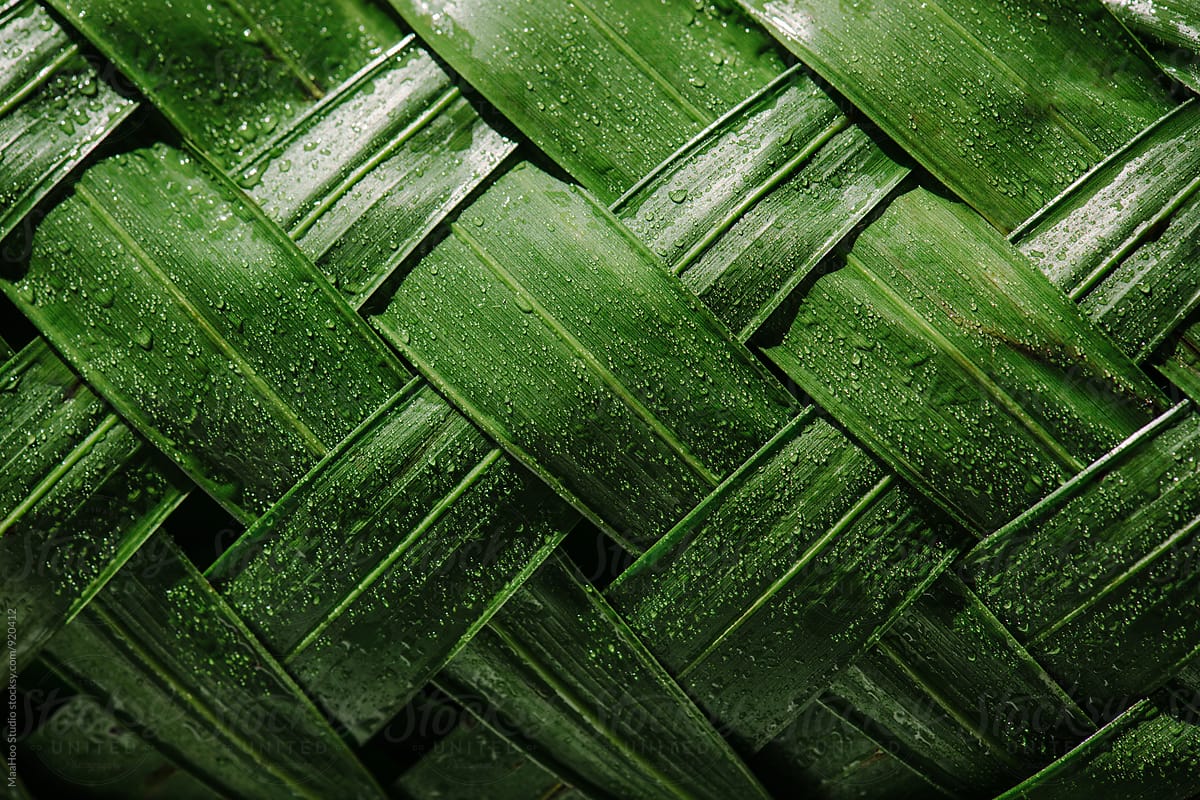 "Close-up Of Woven Leaf" by Stocksy Contributor "MaaHoo" - Stocksy