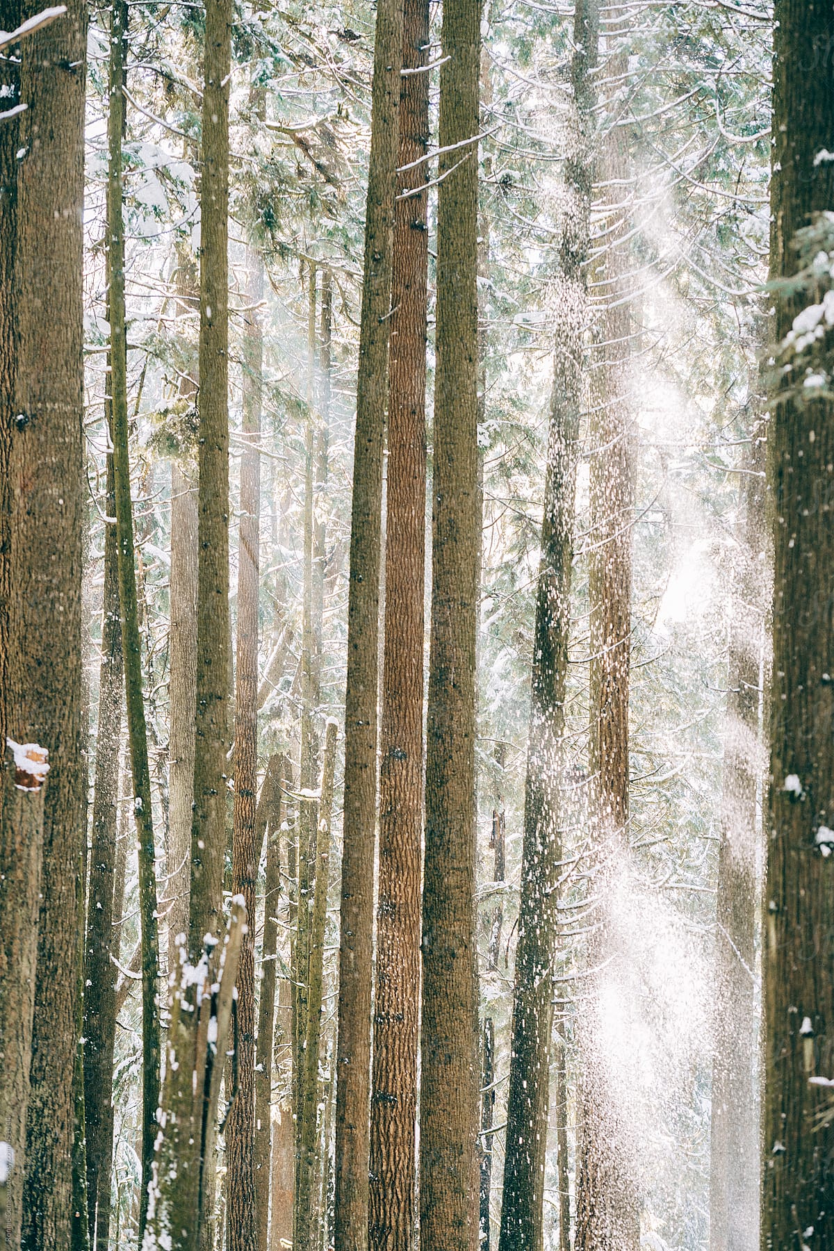 "Snow Falling On Cedars" by Stocksy Contributor "Ronnie Comeau" - Stocksy