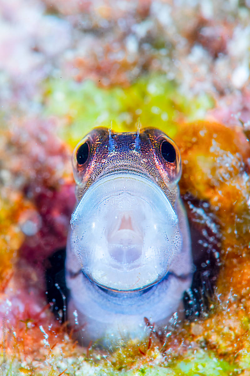 "Blenny Fish Opening Mouth" by Stocksy Contributor "Song Heming" - Stocksy