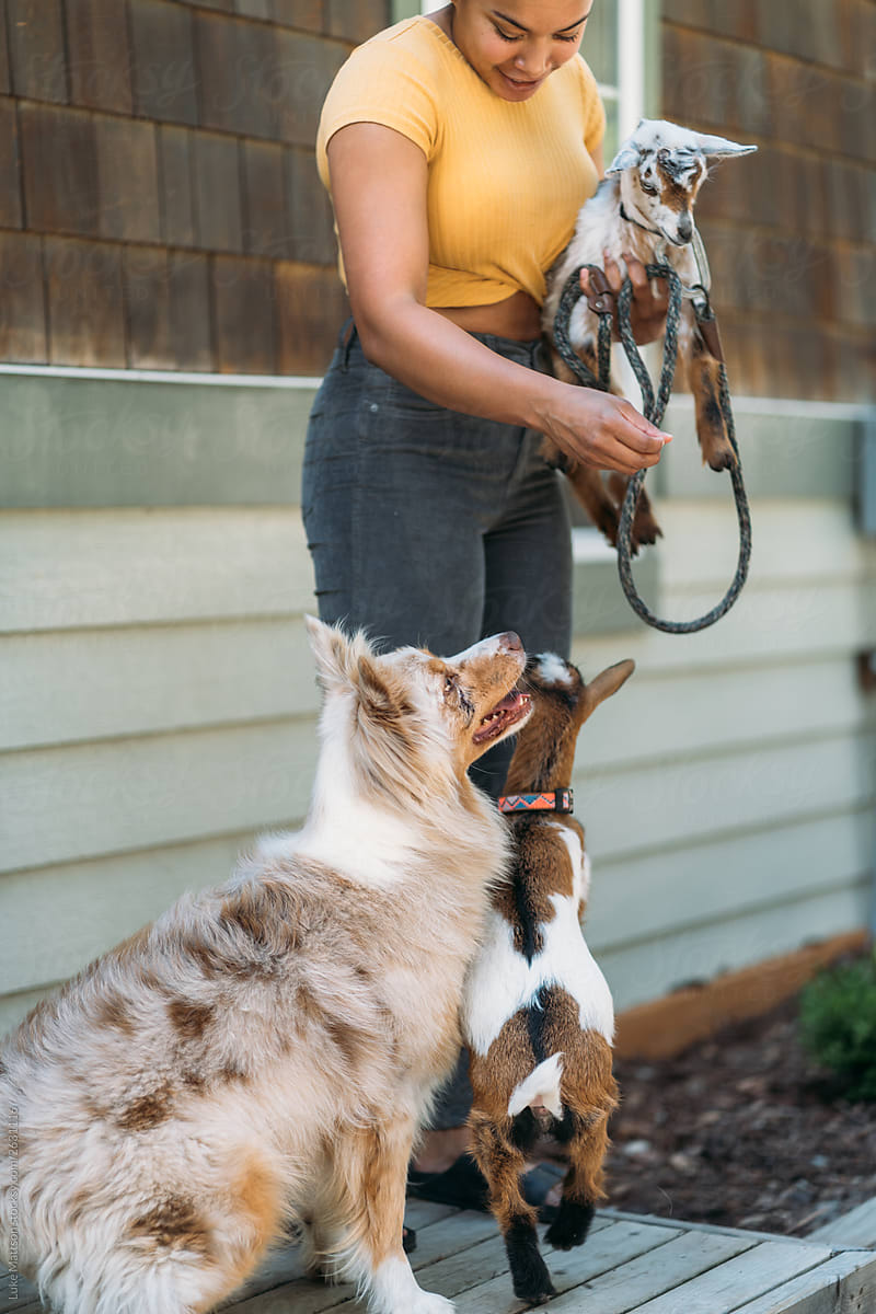"Pet Owner With Goats And Dogs" by Stocksy Contributor "Luke Mattson ...
