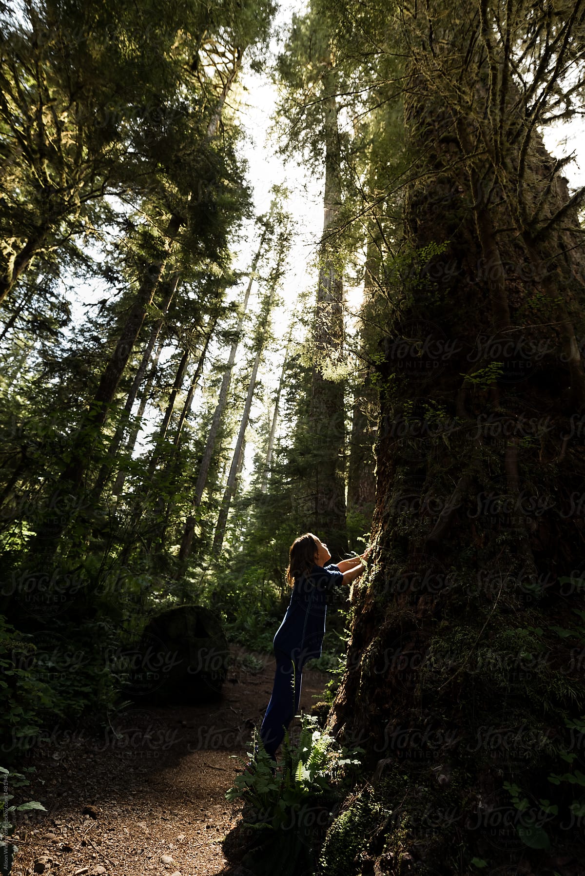 "A Girl Looking At A Giant Tree" by Stocksy Contributor "Alison ...