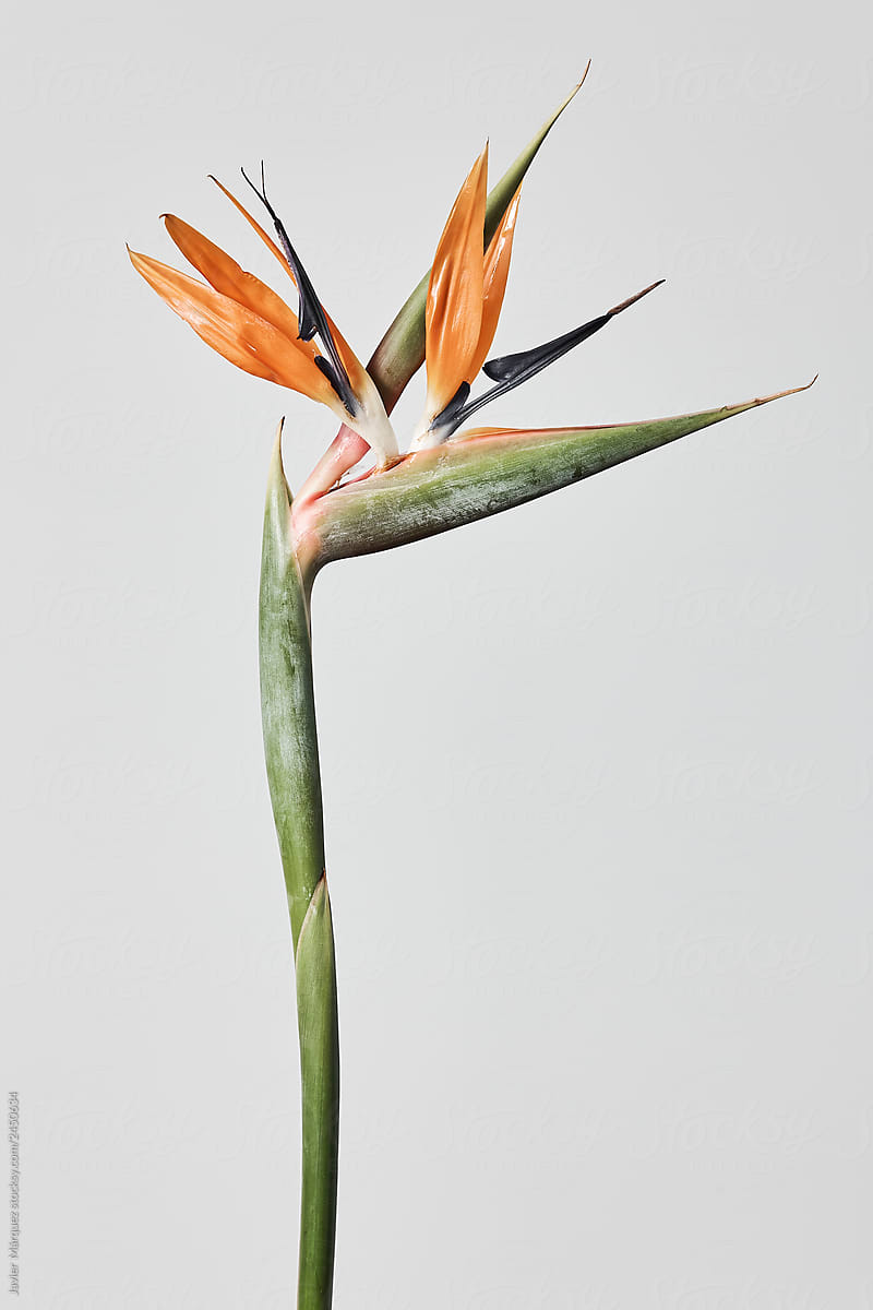 "Fresh Exotic Flower On Stem" by Stocksy Contributor "Javier Márquez ...