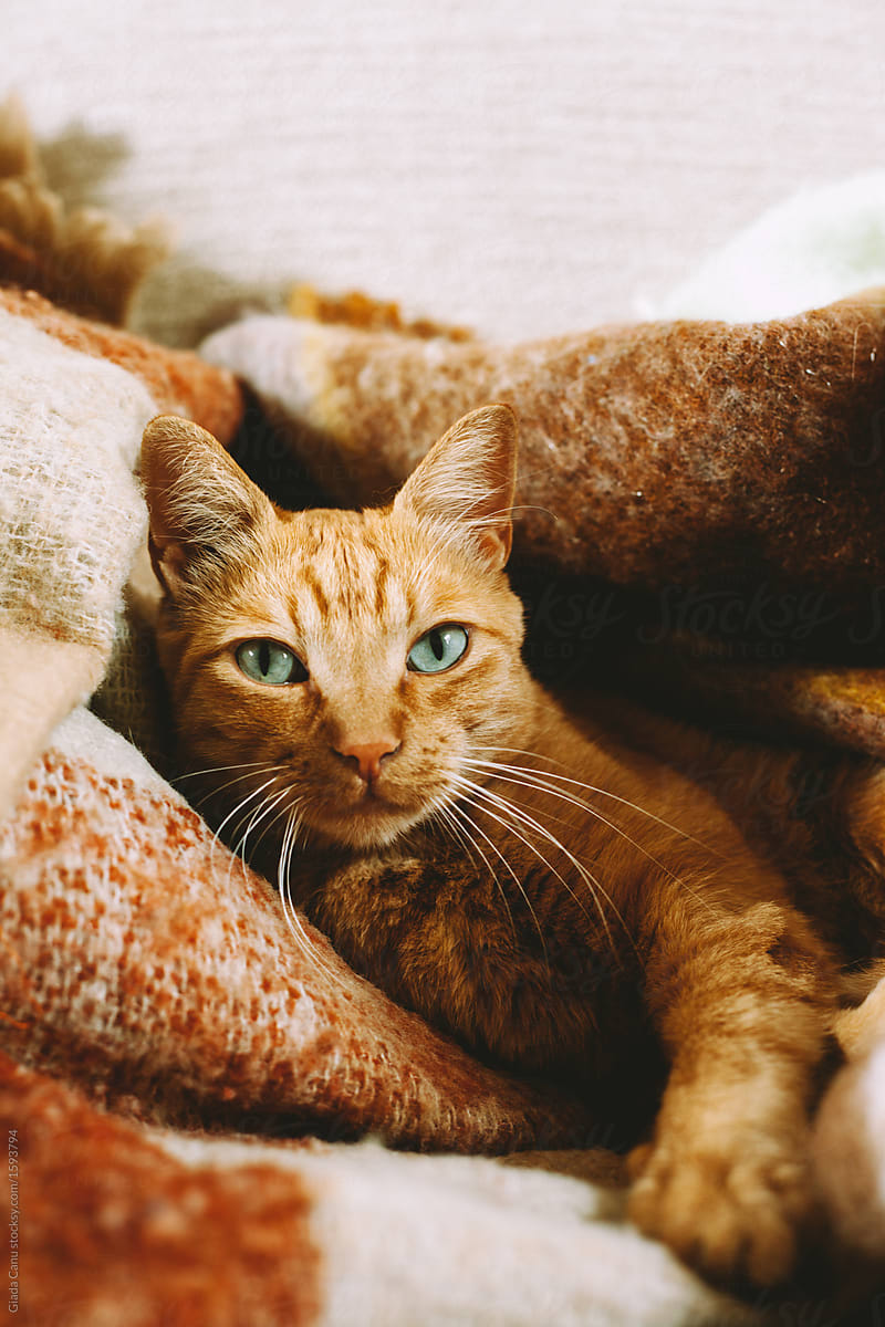 "Cat Chilling On The Couch In Autumn" by Stocksy Contributor "Giada ...