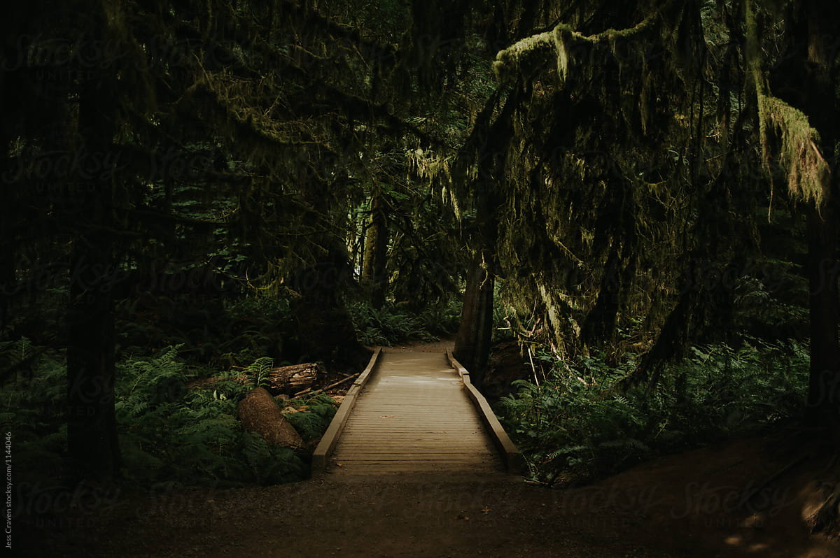 Cathedral Forest Canada