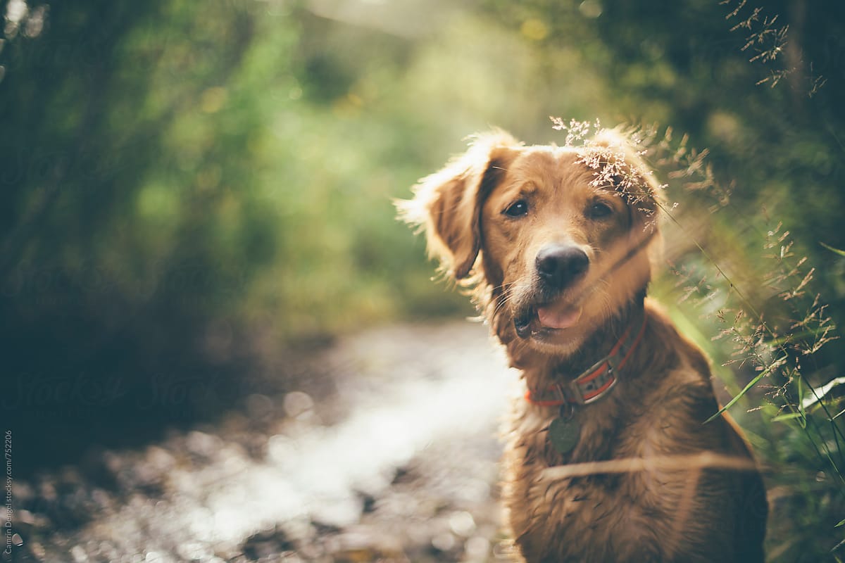 "Curious Dog" by Stocksy Contributor "Camrin Dengel" - Stocksy