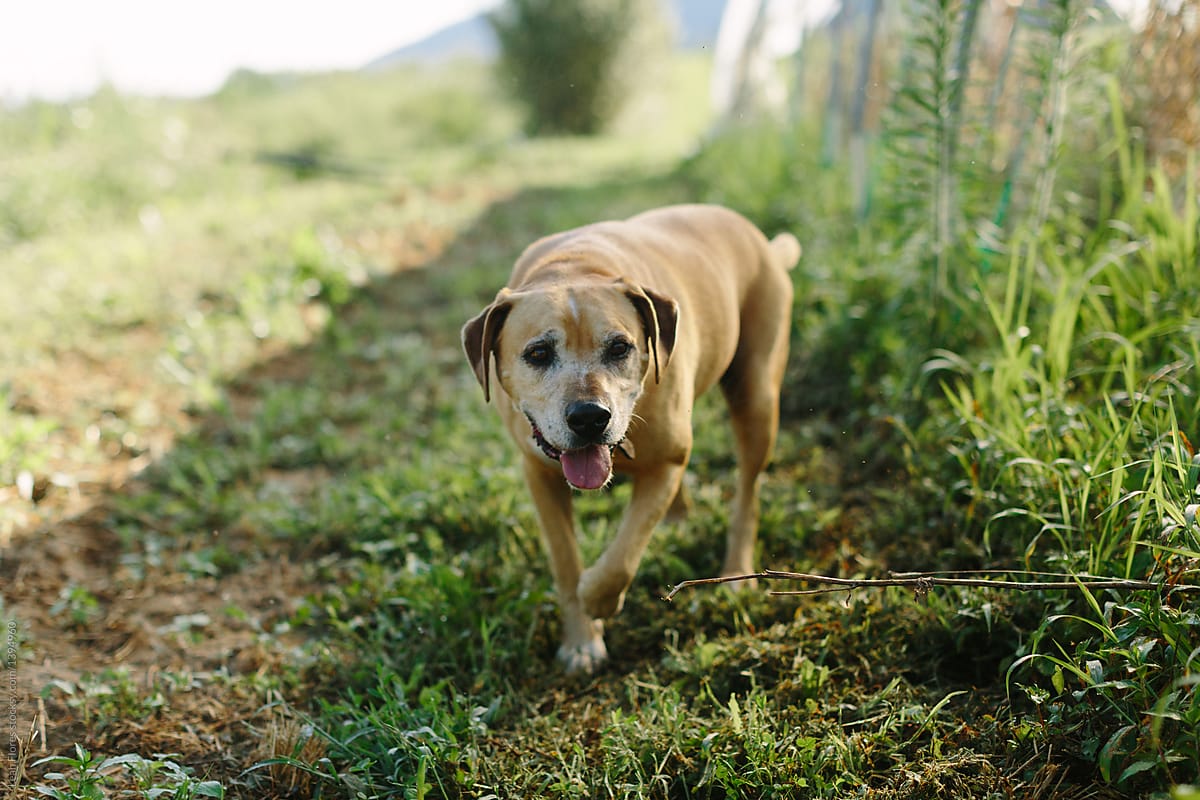 "Old Dog Walking In Grass" by Stocksy Contributor "Leah Flores" - Stocksy