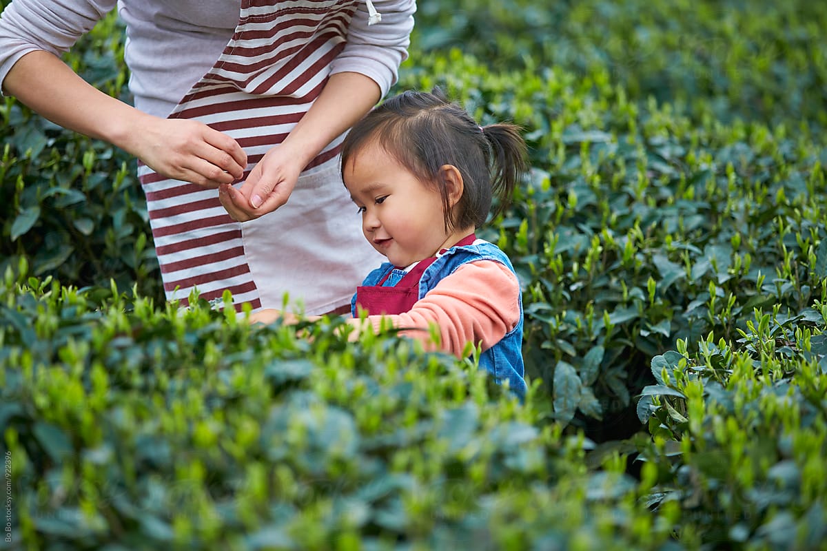 "Little Asian Girl Picking Tea In The Tea Farm With Her Mother" by ...