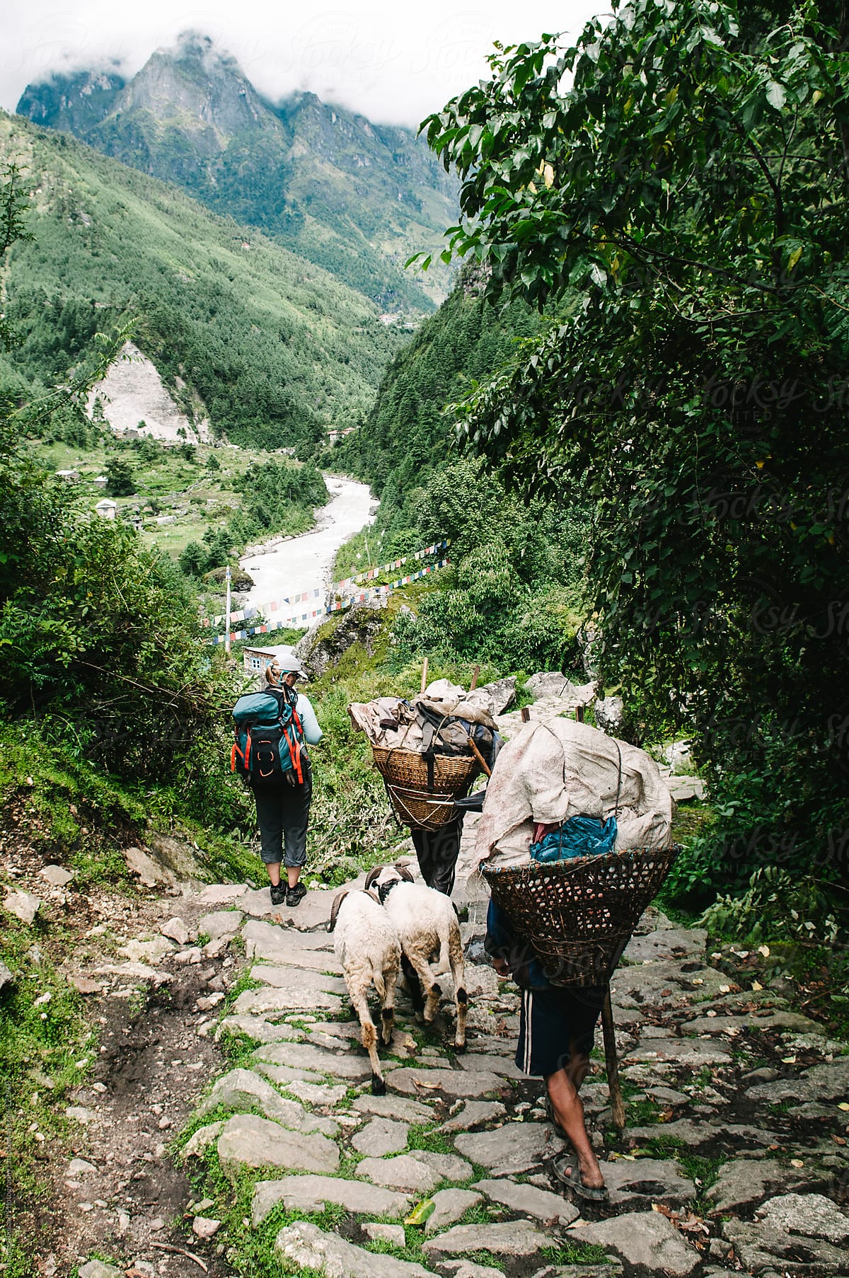 "Female Trekker, Sherpas And Goats, Everest Region, Sagarmatha National ...