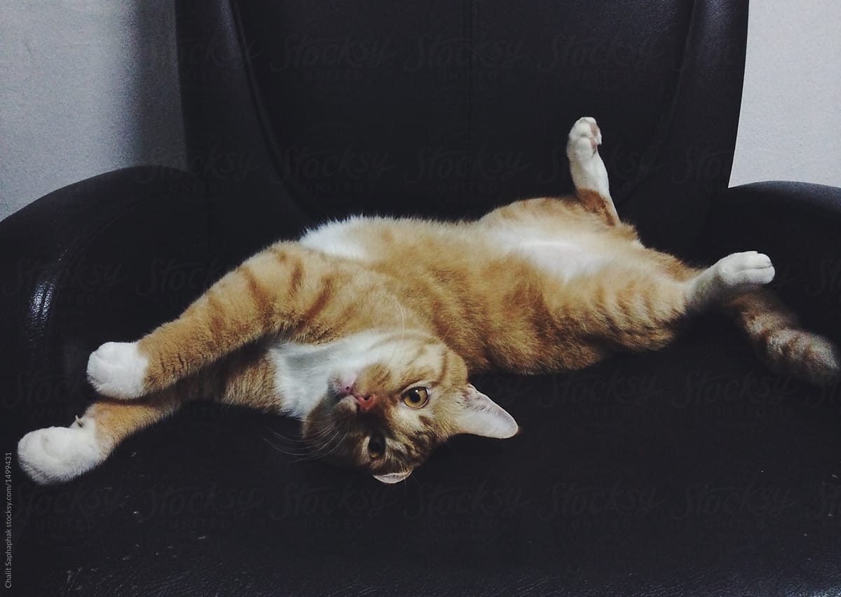 Lazy Cat On Couch