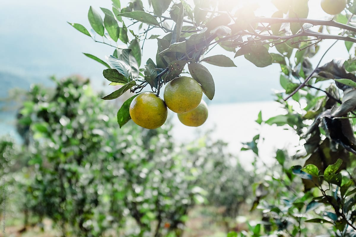 citrus farm - Stock Image - Everypixel