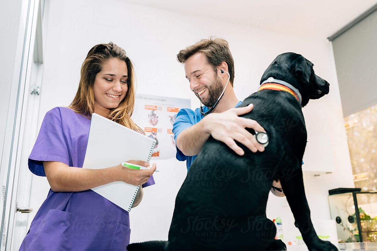 "Veterinary Professionals Examining A Dog" by Stocksy Contributor ...