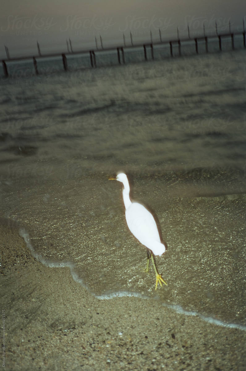 "Seascape. Seagull Bird. Pier. Beach Aesthetic" by Stocksy Contributor ...
