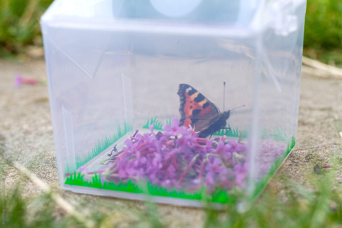 "Butterfly Held Contained In A Box" by Stocksy Contributor "Kirsty Begg ...