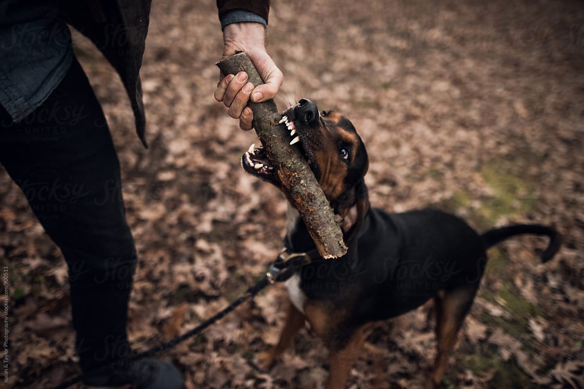 "Dog Playing With Stick" by Stocksy Contributor "Itla" - Stocksy