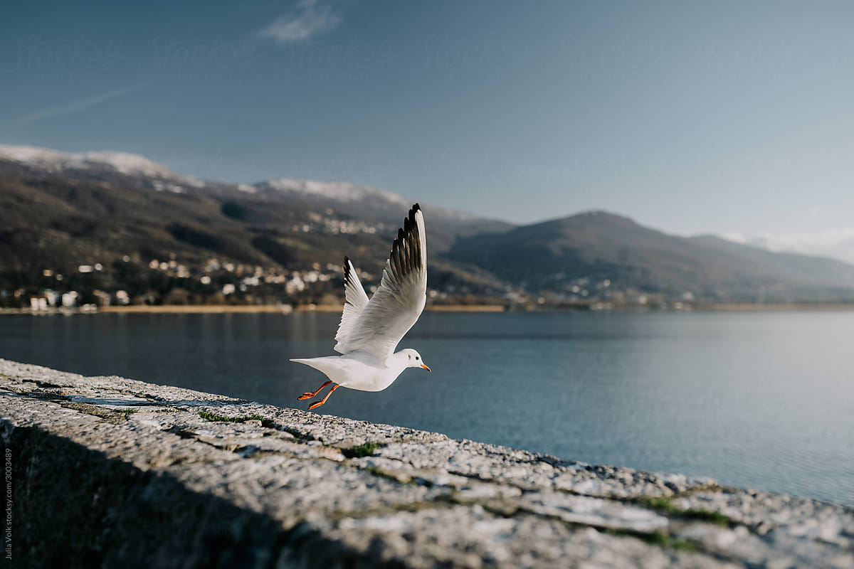 "Seagull Flying Over The Lake" by Stocksy Contributor "Julia Volk ...