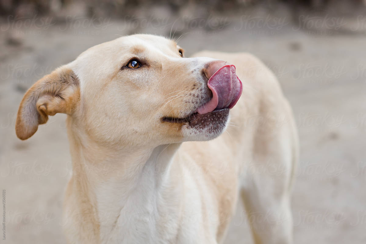 "Headshot Of Beautiful Labrador Like Dog With Tongue Out Licking Her ...