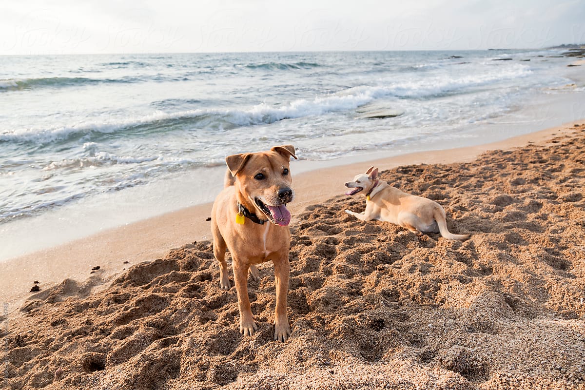 "Dogs Playing On Beach" by Stocksy Contributor "Eldad Carin" - Stocksy