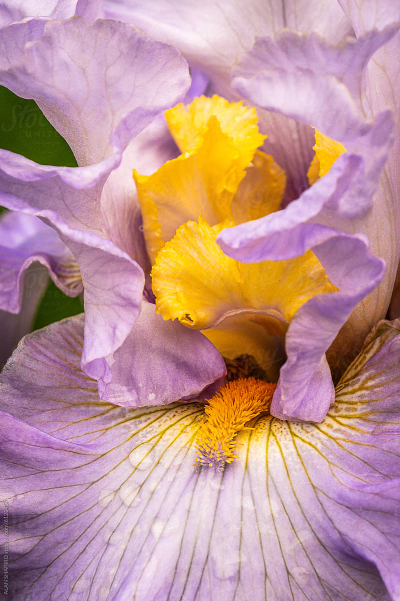 "Closeup Of A Lavender And Yellow Iris" by Stocksy Contributor "ALAN ...