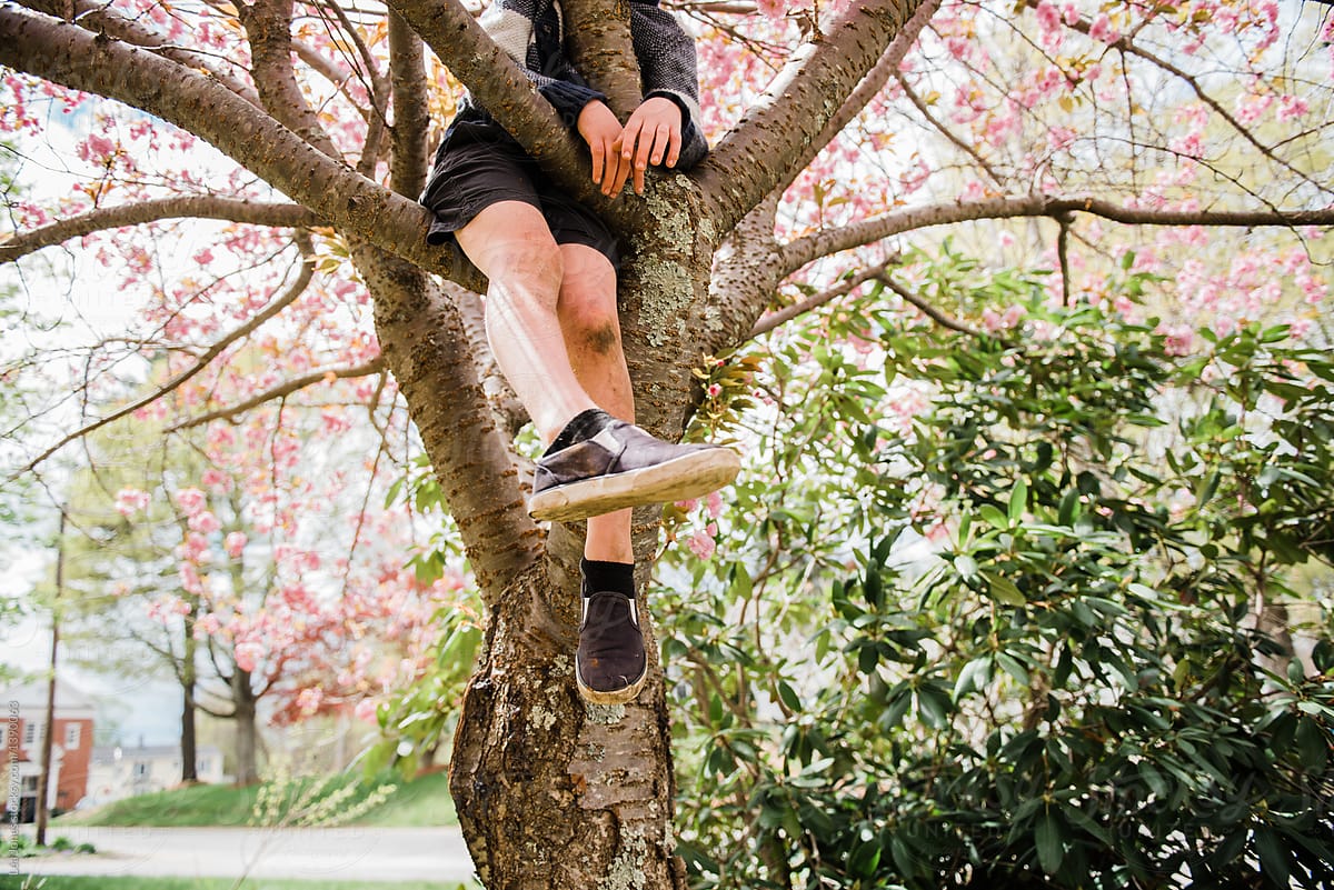 "Little Boy's Dirty Knees In Tree With Pink Blossoms" by Stocksy ...