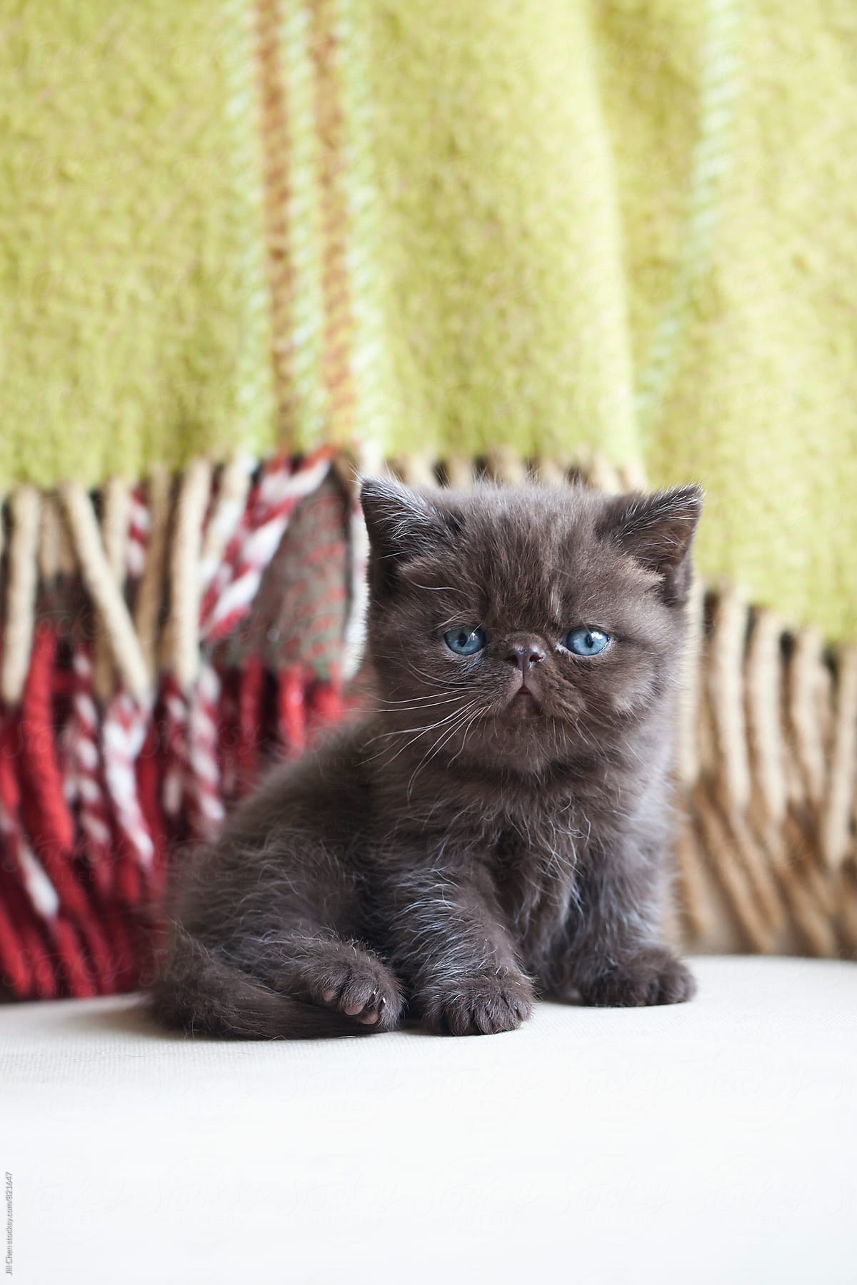 "Chocolate Brown Kitten" by Stocksy Contributor "Jill Chen" - Stocksy