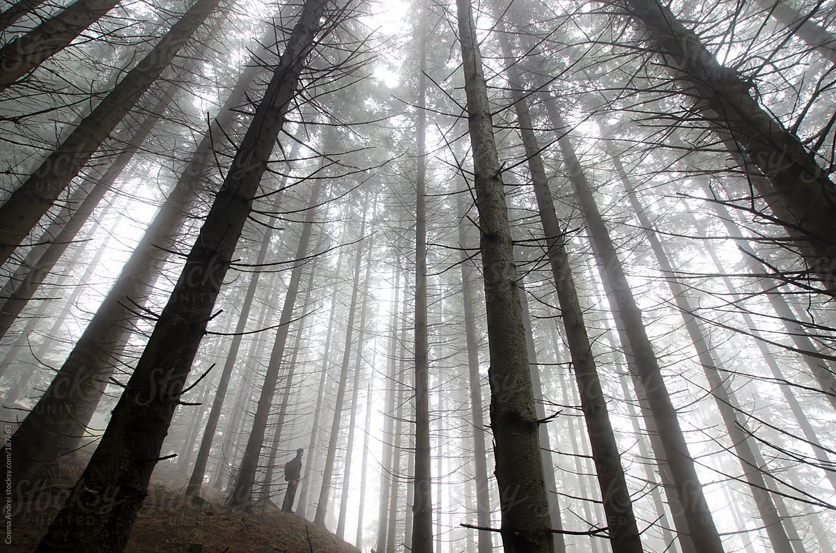 "Man In Pine Tree Forest With Fog Looking Up In Awe" by Stocksy ...