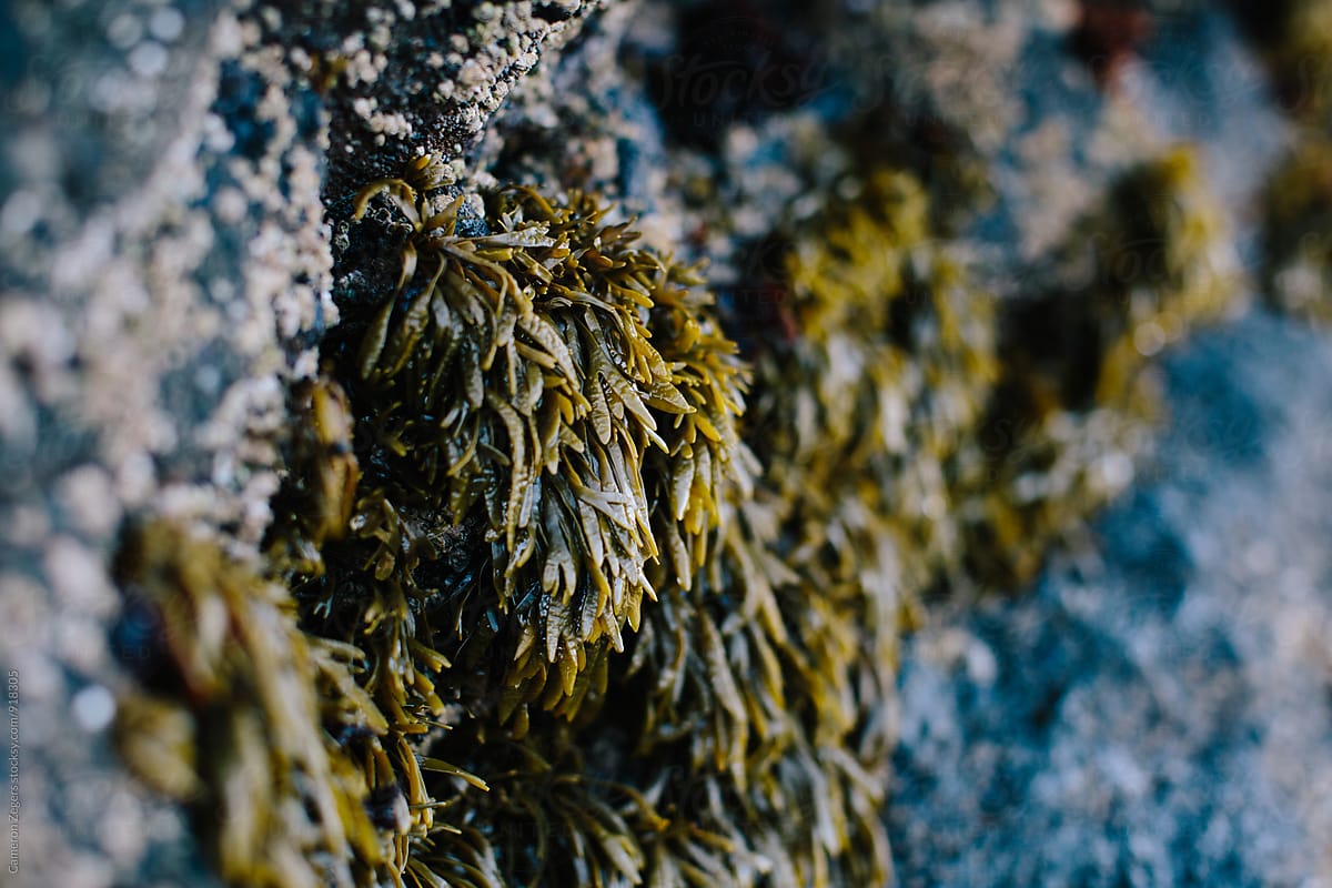 "Seaweed On Oregon Coast" by Stocksy Contributor "Cameron Zegers" - Stocksy