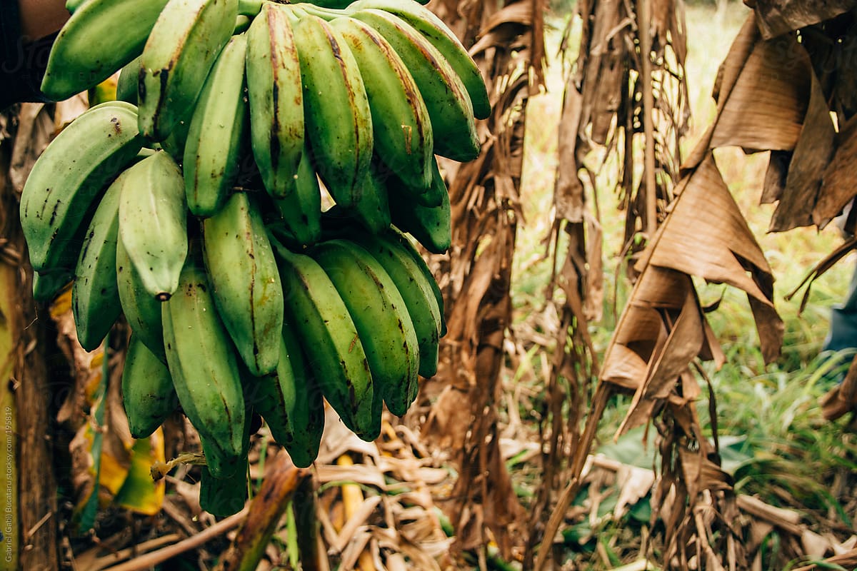 "Wild Bananas In The Tree" by Stocksy Contributor "Gabi Bucataru" - Stocksy