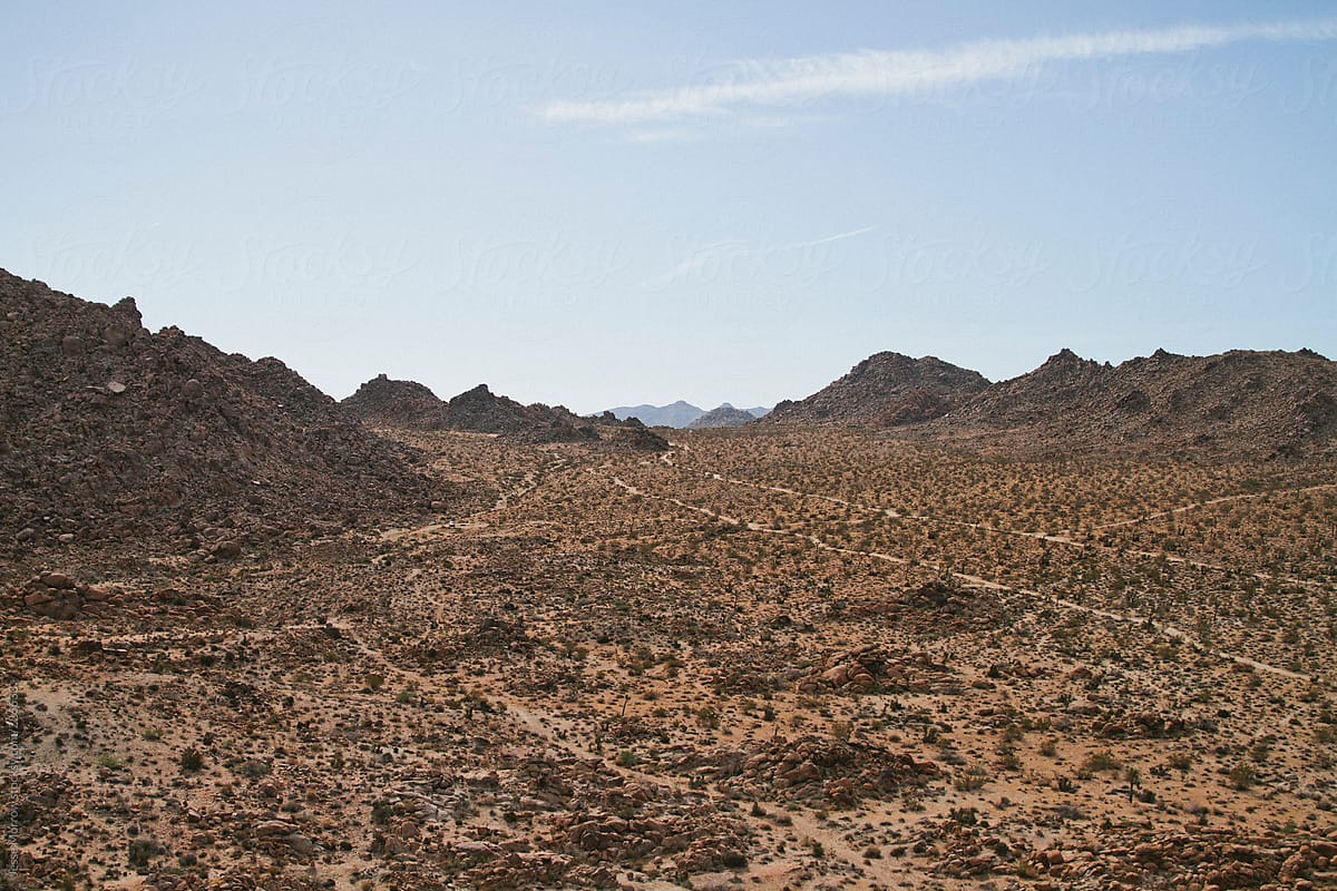 "View Of Joshua Tree Landscape" by Stocksy Contributor "Jesse Morrow ...