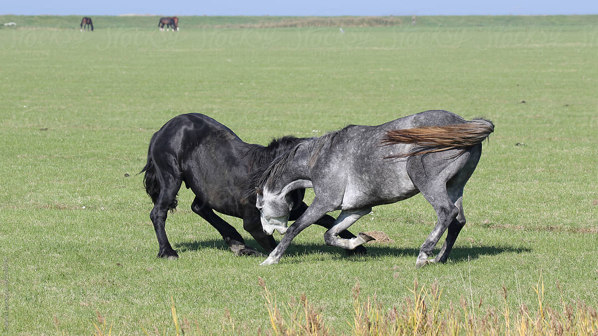 "Horses Fighting" by Stocksy Contributor "Marcel" - Stocksy