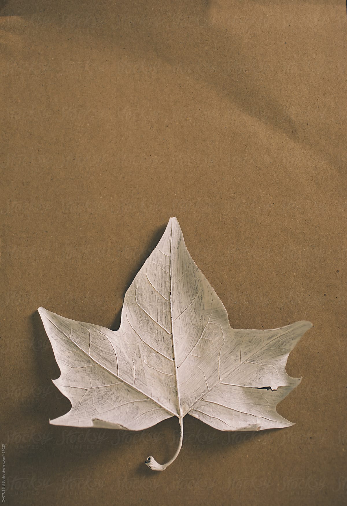 "White Leaf" by Stocksy Contributor "CACTUS Creative Studio" - Stocksy