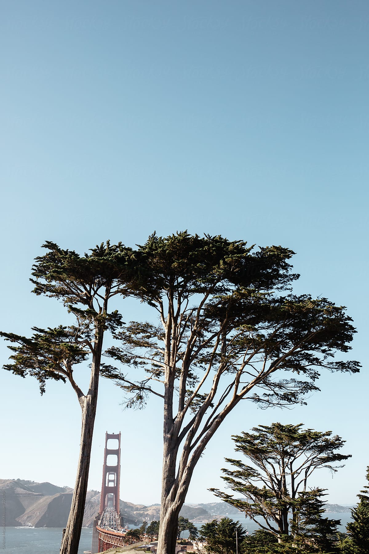 "View Of Golden Gate Bridge Through Trees" by Stocksy Contributor ...