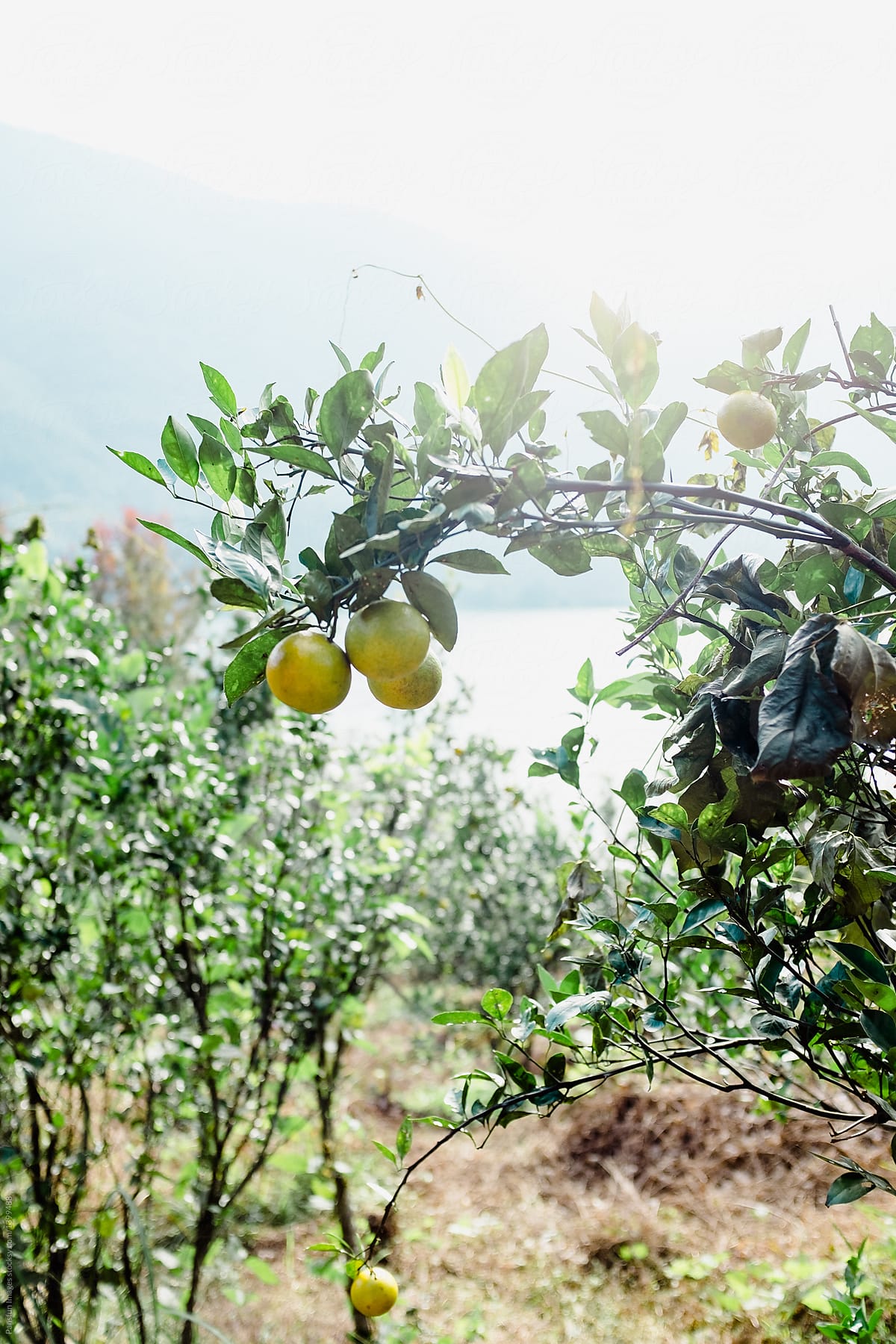 "Citrus Farm" by Stocksy Contributor "Pansfun Images" - Stocksy