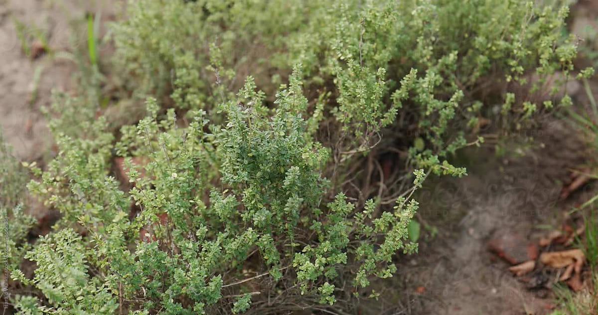 "Harvesting Thyme" by Stocksy Contributor "Harald Walker" - Stocksy