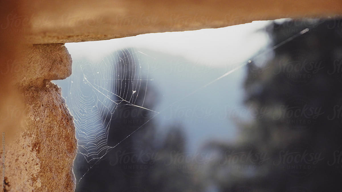 "Spider Web On Stone" by Stocksy Contributor "Robert Kohlhuber" - Stocksy