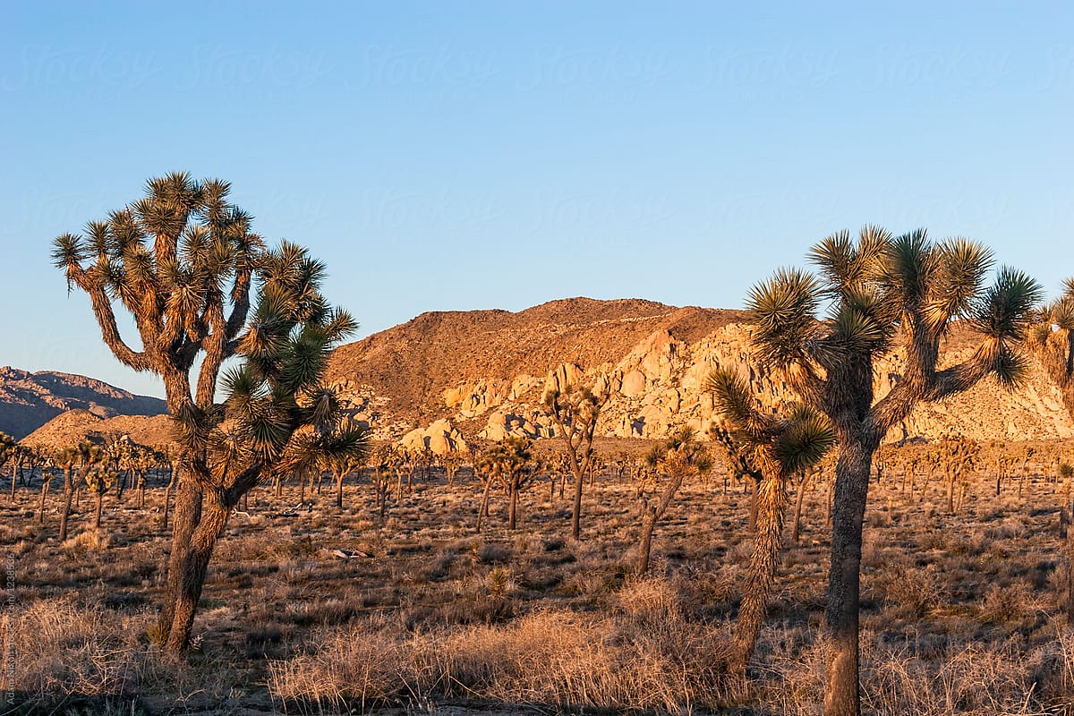 "Joshua Tree National Park At Sunset" by Stocksy Contributor "Adam ...
