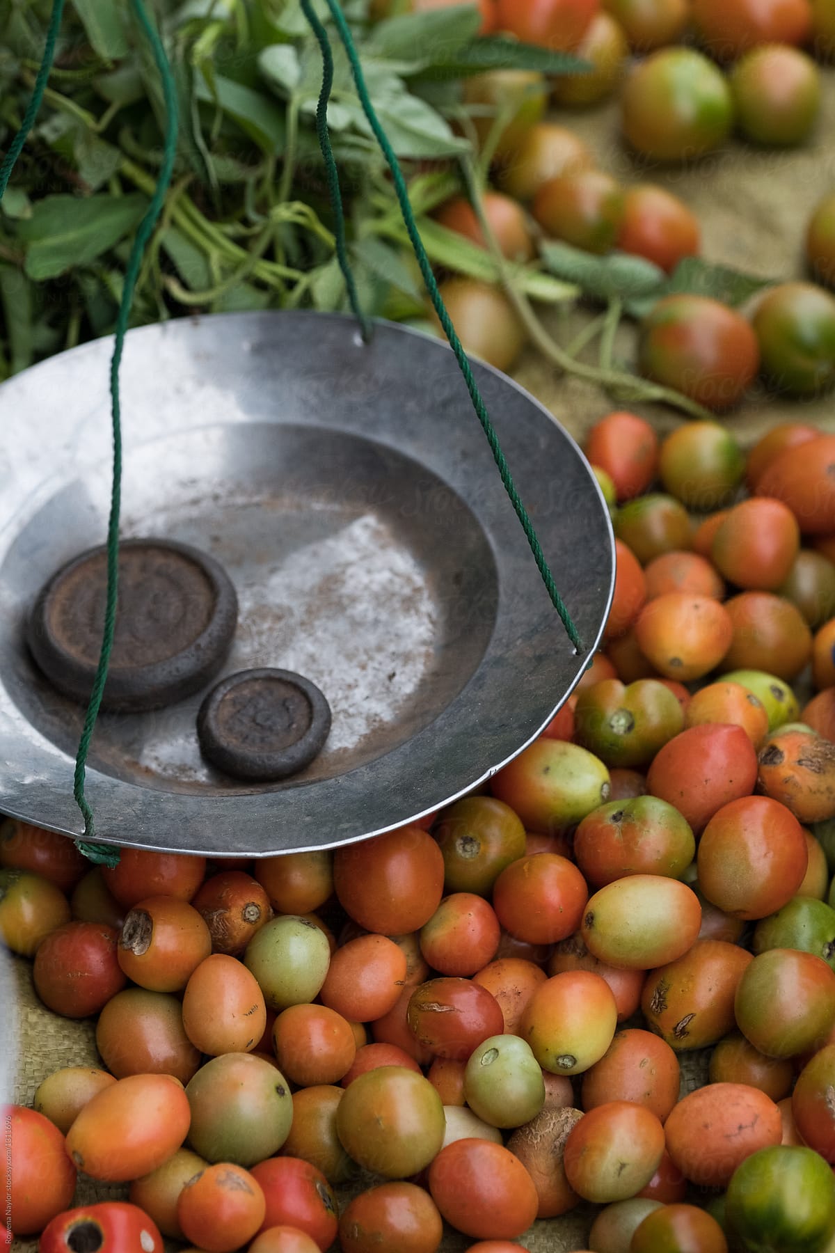 "Tomato Stall At Street Market In Myanmar" by Stocksy Contributor ...