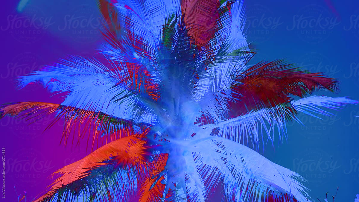 "Colorful Background With Palm Tree." by Stocksy Contributor "Luis ...