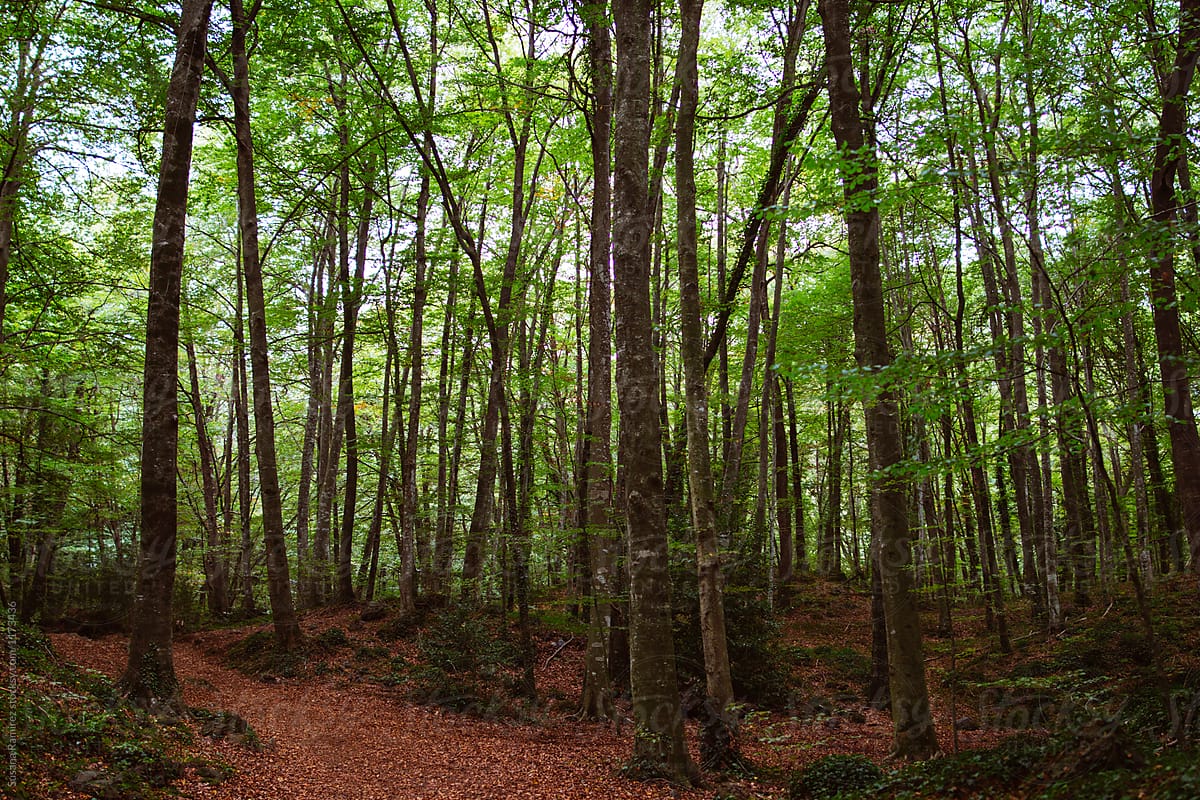 "Forest Landscape With Many Trees" by Stocksy Contributor "Susana ...