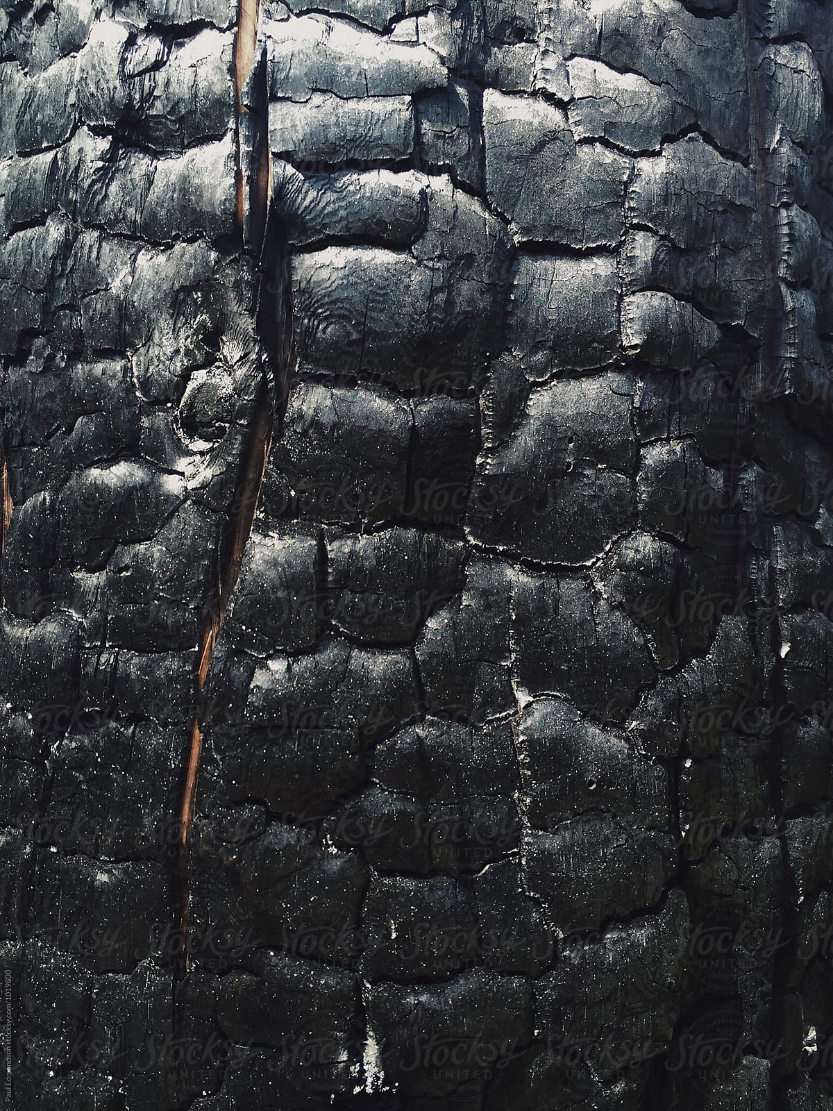 Close up of fire damaged evergreen tree, Cascades, WA, USA - Stock ...