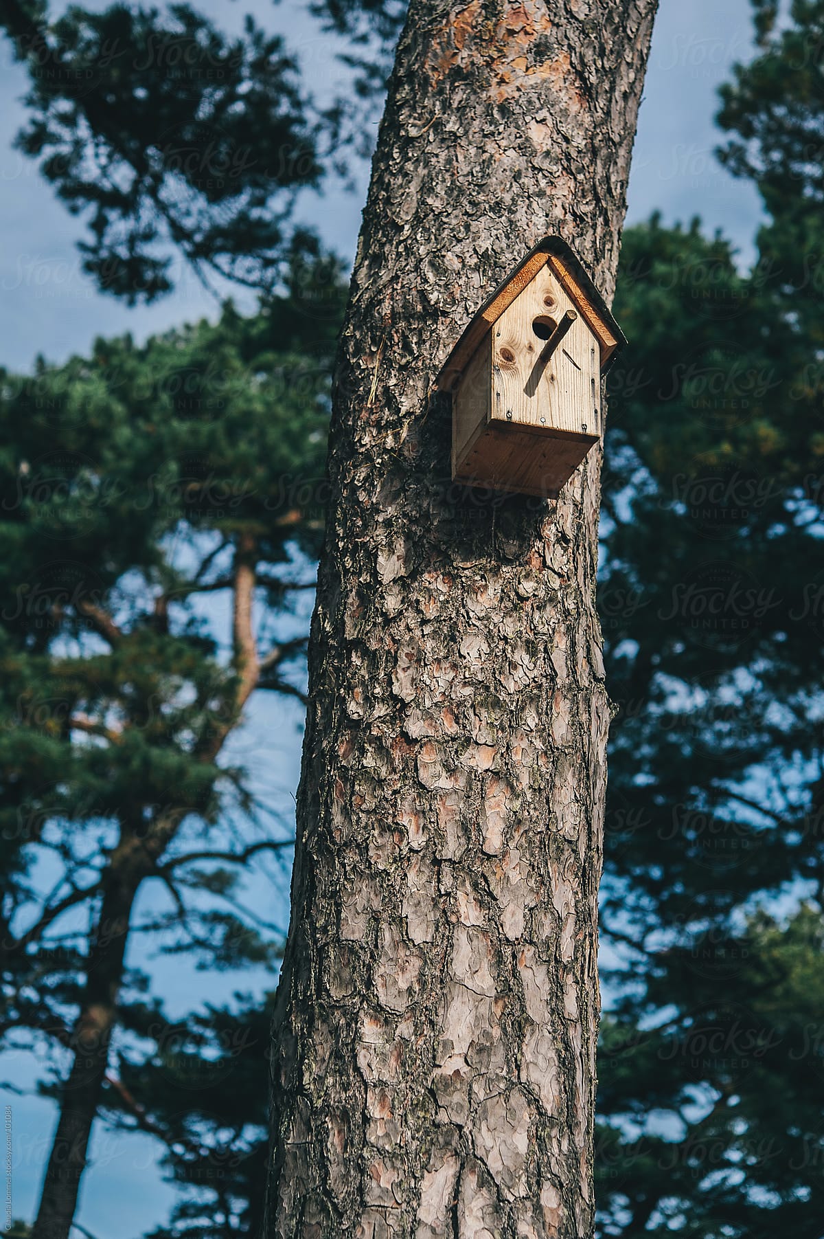 "Birdhouse On A Tree" by Stocksy Contributor "Claudia Lommel" - Stocksy