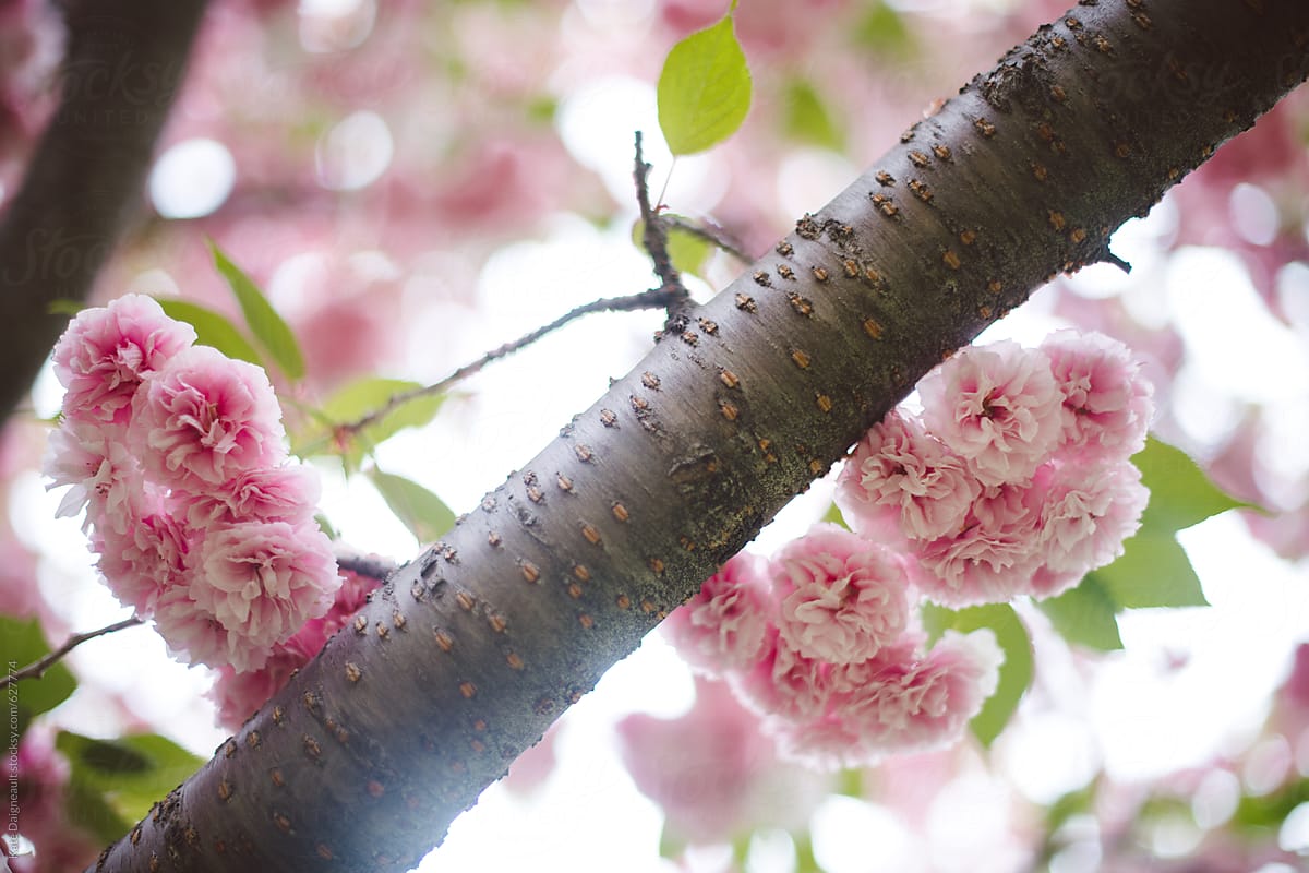 "Beautiful Spring Cherry Blossoms In The Brooklyn Botanic Garden" by ...
