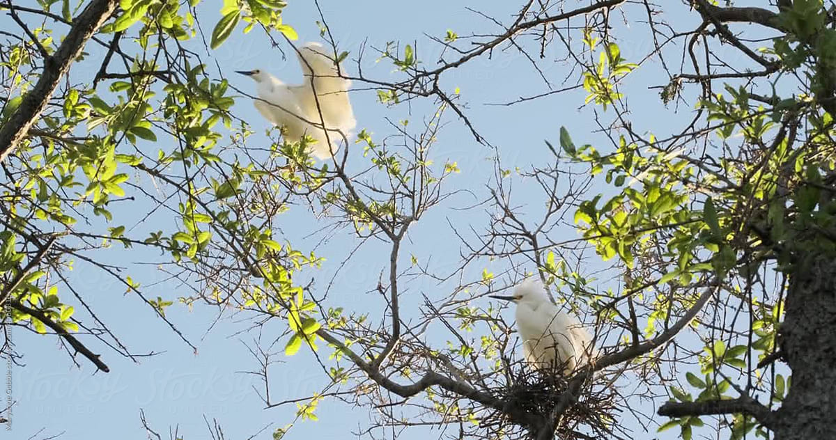 "Birds Nesting In Tree" by Stocksy Contributor "Maryanne Gobble" - Stocksy