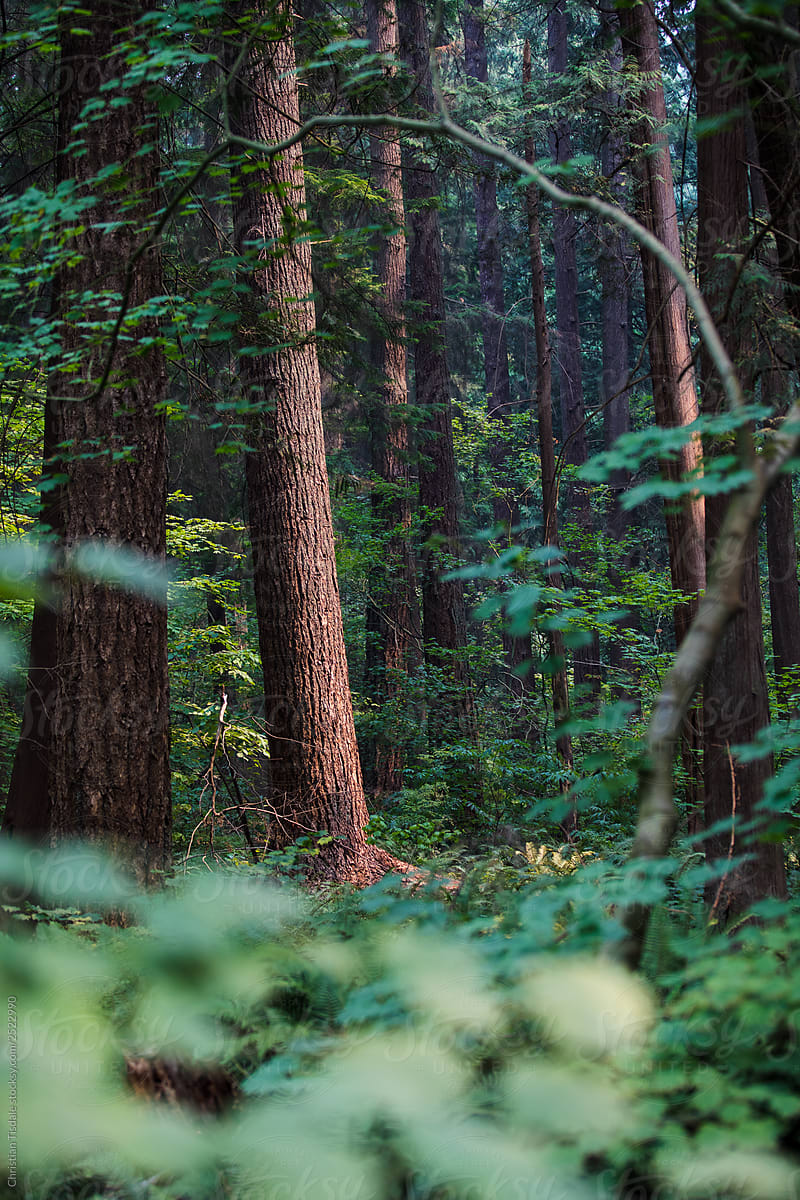 "Light Falling On A Single Tree In The Forest" by Stocksy Contributor ...